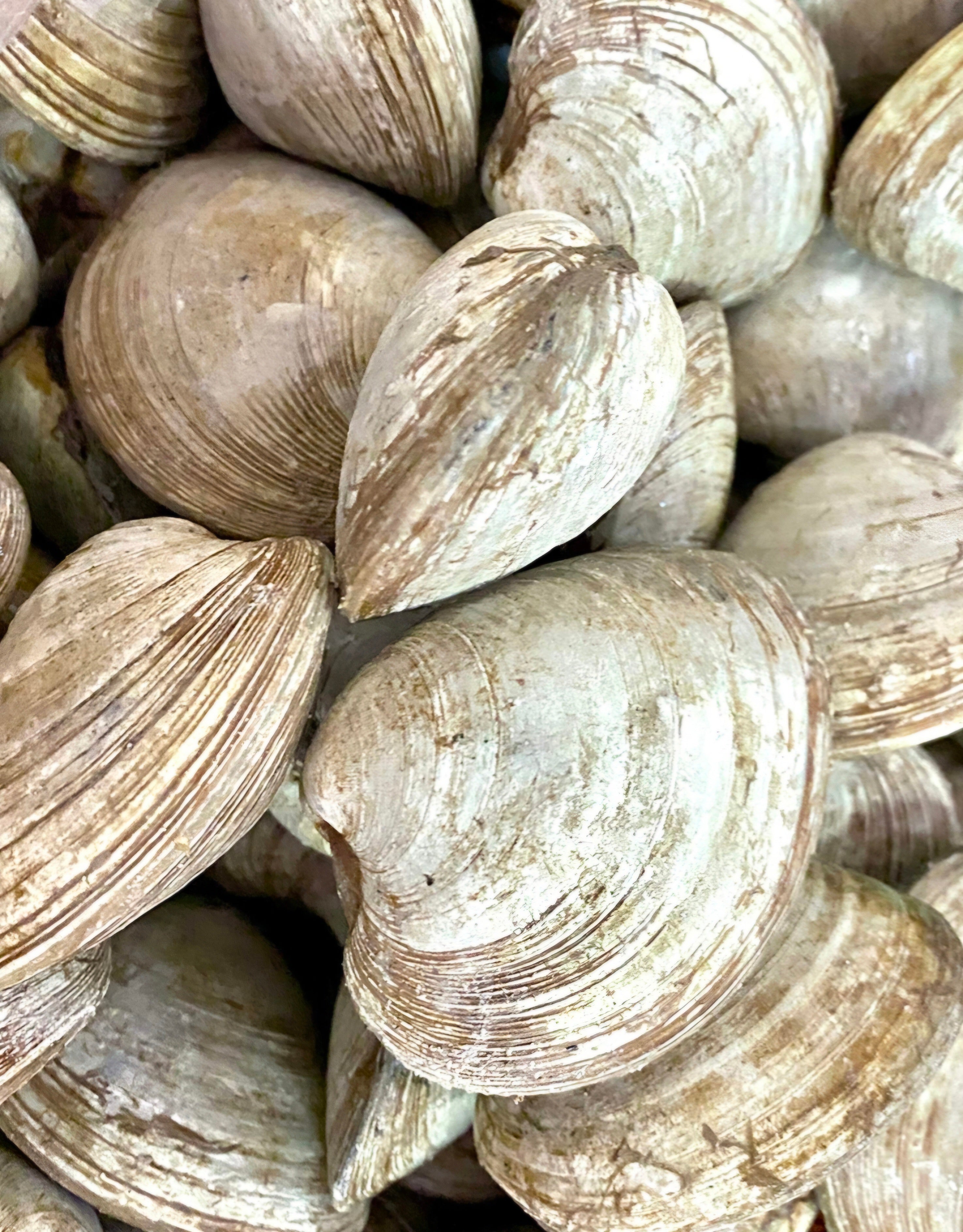 Clams Soft Shell – North Market Seafood
